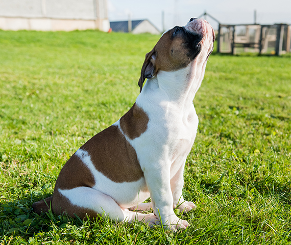 Springwood Animal Hospital -| Affordable Veterinary Clinic In Whitby ...